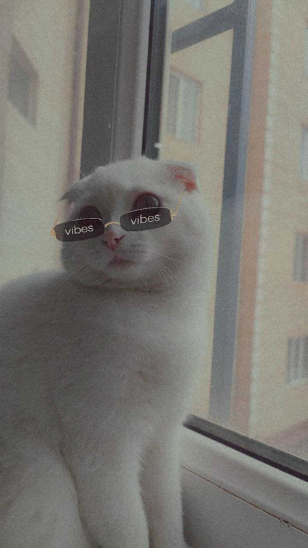 Scottish Fold shotlandiya mushugi