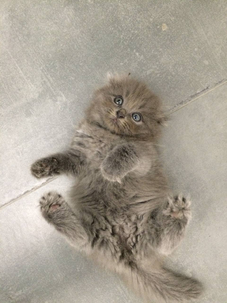 Scottish Fold hayland