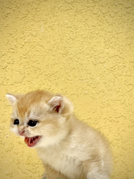 british golden shinshilla ny12 toza qon