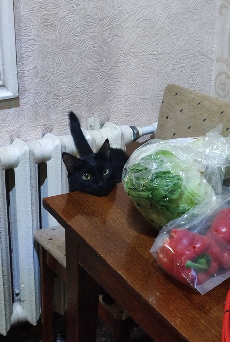 Кошка в добрые руки