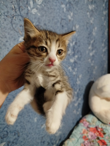 продаю котят, в добрые руки