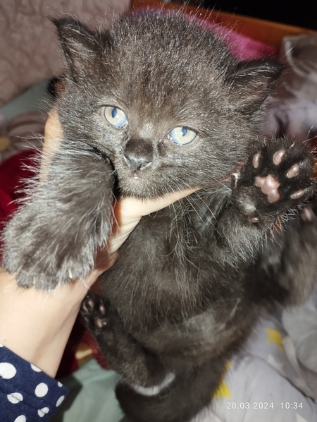 Продаются котята мама британская короткошёрстная.