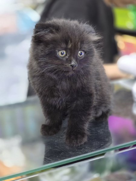 Вислоухие котята
