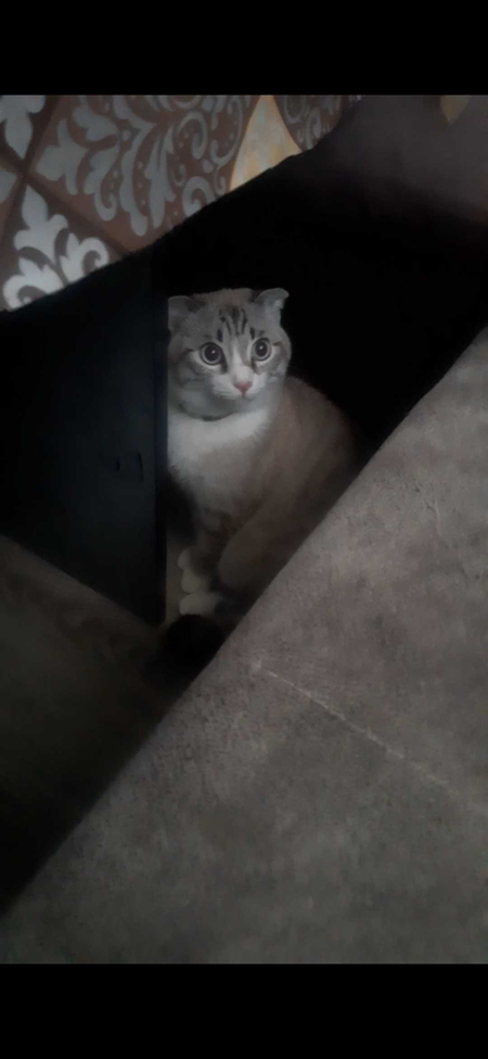 Шотландский вислоух кот