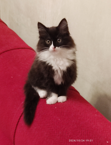 Котята от домашней кошки!