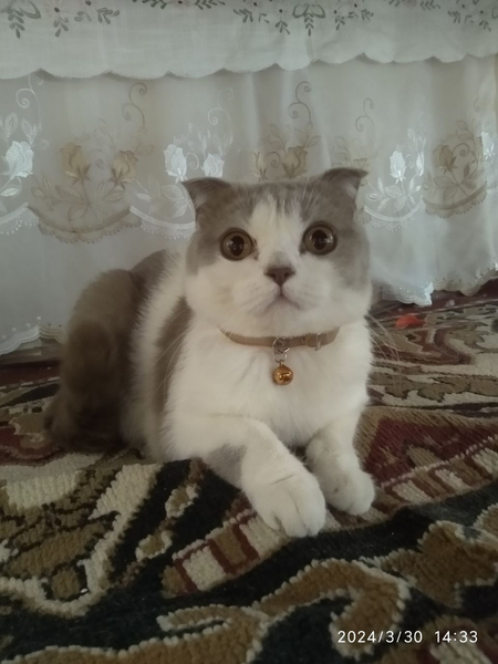 Mushuk sotiladi zotor