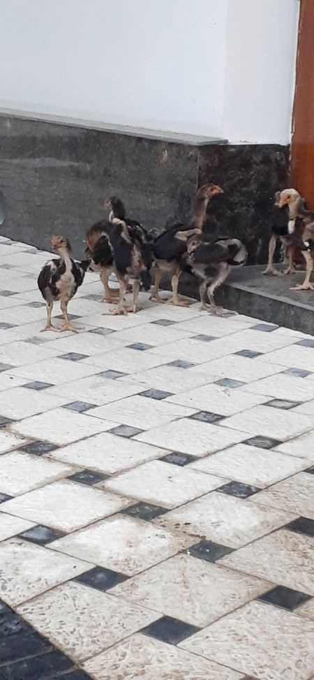 Shamo jojalari narxini kelishamiz