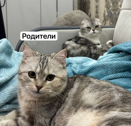 Котята Скоттиш Фолд