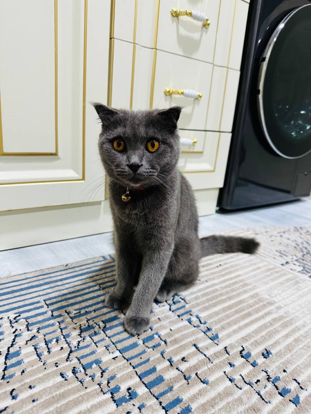 Скотиш фолд цена 150$