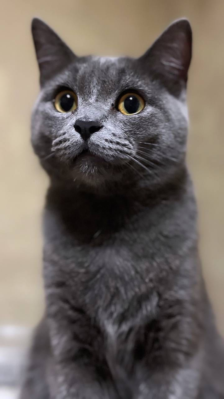 Котик скоттиш страйт