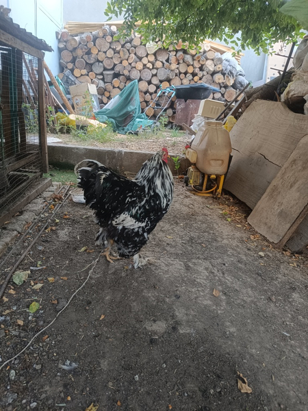 xoroz sotiladi mramir