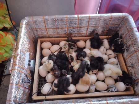Nest Inkubator        .