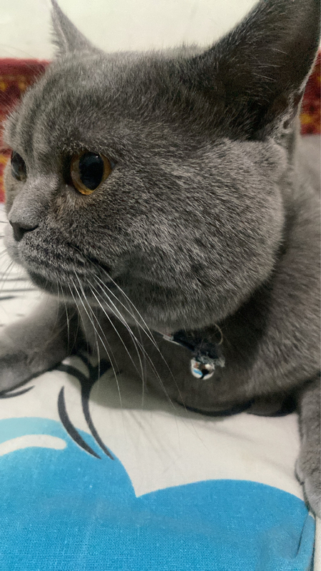 Кошка британ сена 100$