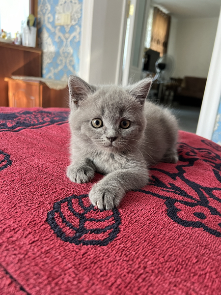 котята фолд и страйт