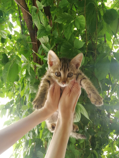 Добрые мальчики-котята,
