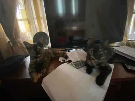 Отдам кошечек в добрые руки