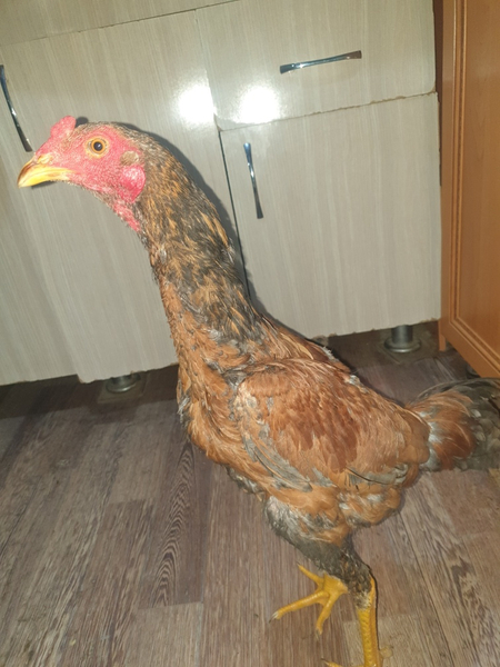 Продаются петухи куланги здоровые родились в этом году конца апреля