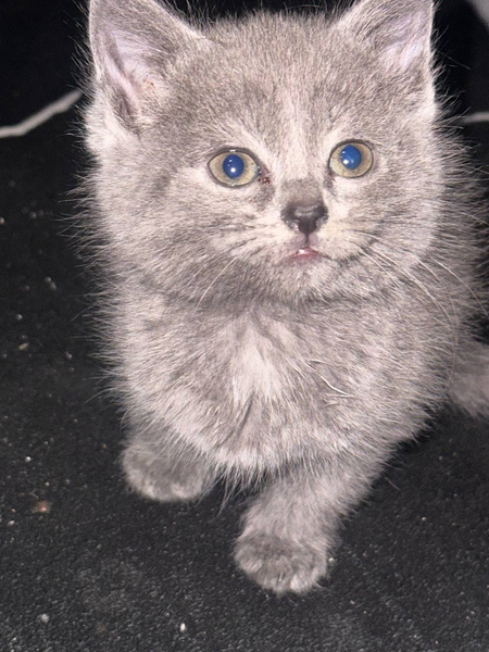Кошечки скоттиш- страйт