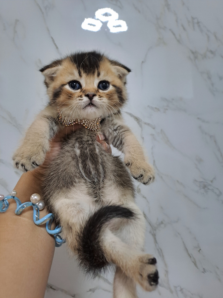 Продаются шикарные чистокровные котята Скоттиш фолд