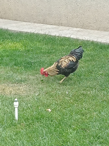Hashaki xoʻrozlar