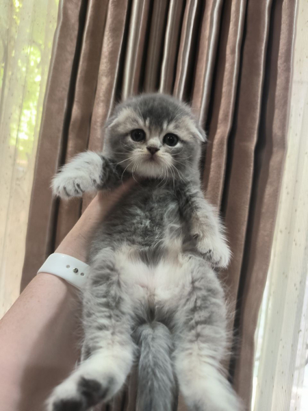 Продаются котята