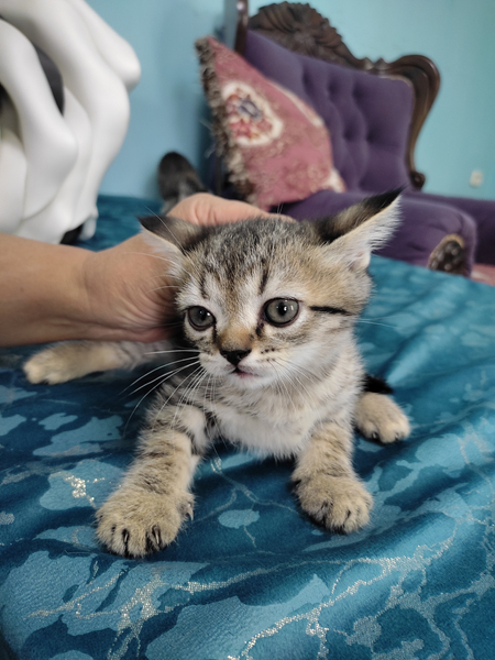 Котята шотландской породы