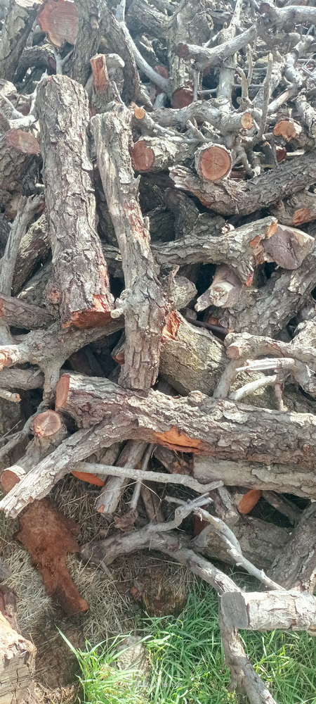 QURUQ oʻtin sotiladi sumalak halim osh uchun zoʻr
