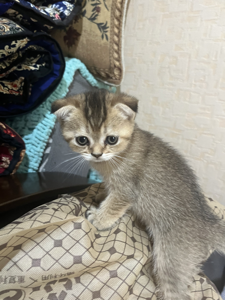 Продаються Британские котята