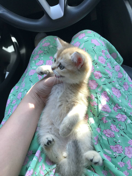 Продаётся котёнок  золотая шиншилла