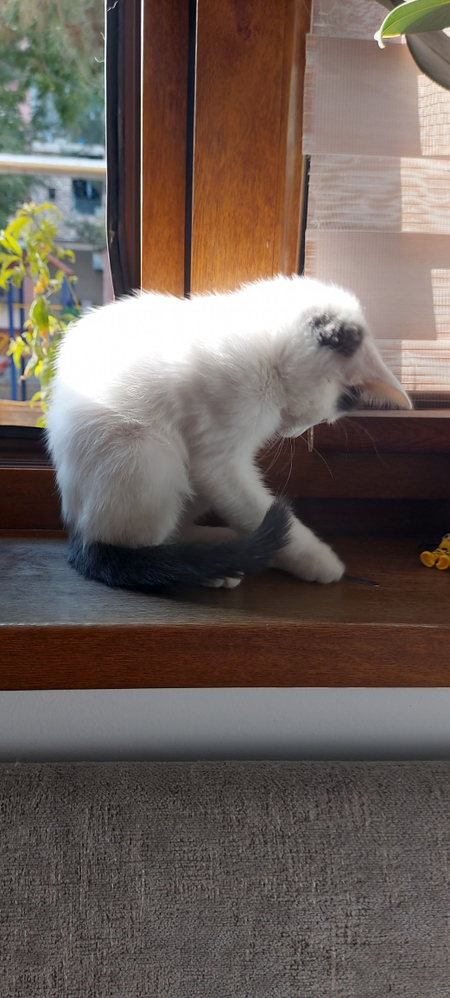Котята в добрые руки 2.5 м-ца