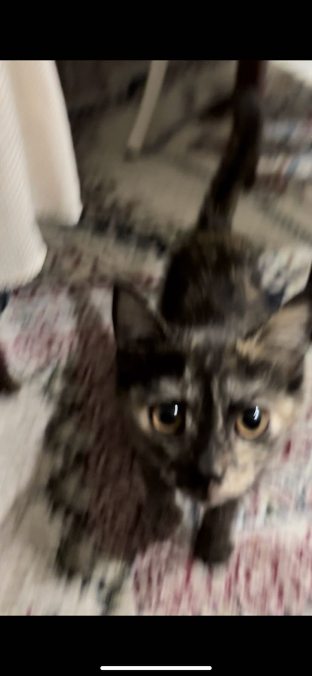 Маленький котенок