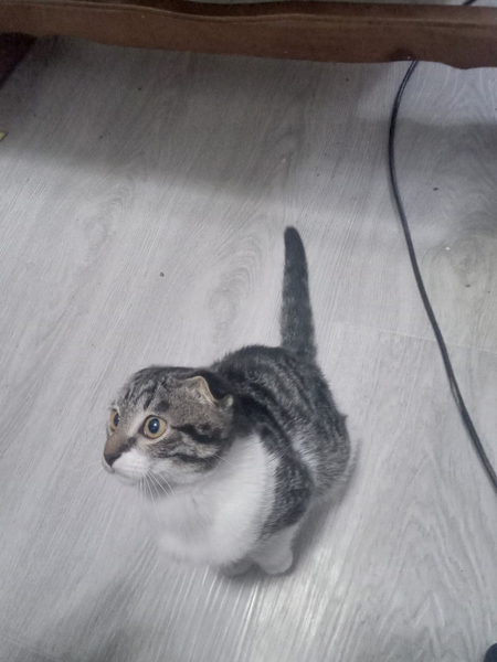 Вислоухий котенок
