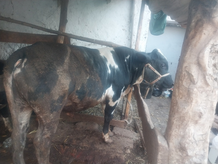 Buqa sotiladi Kota tayor buqa