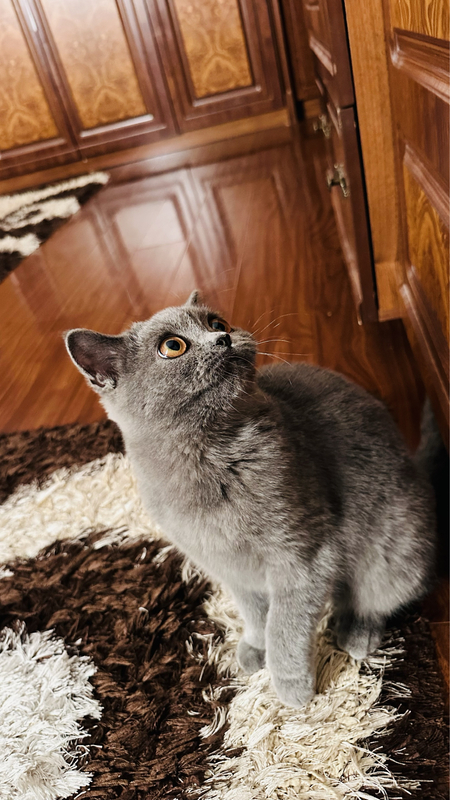 Scottish fold mushuk