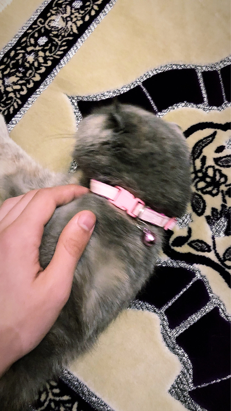чистый, хороший кошка