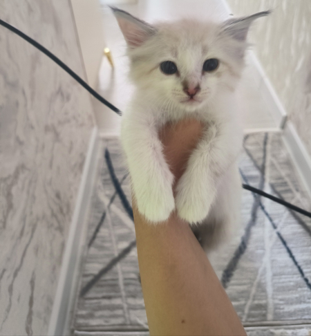 Mushuk Котенок Сиамские Котят Сиамская Кошка