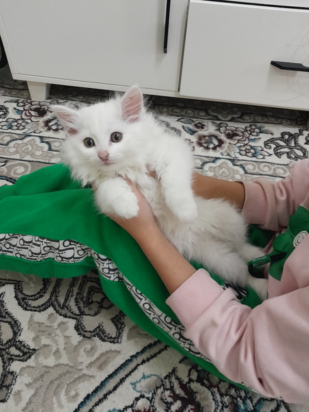 Сибирская девочка