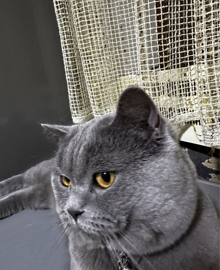 Вязка Скотиш Страйт