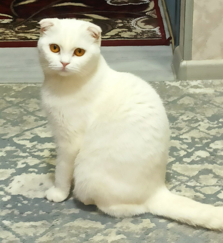 Продается Котята скоттиш фолд и страйт