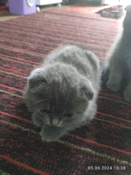 Котята скоттиш фолд