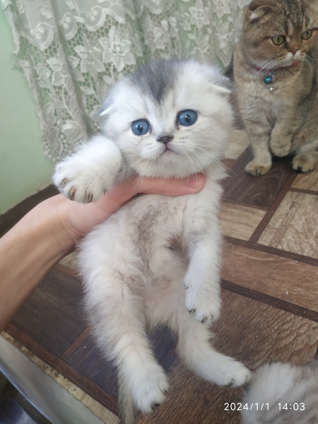 Scottish fold (1.5 месяца)