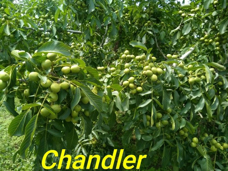 Serhosil yongoq navlari CHANDLER+Fernor+Howard+Lara+Tulara=Rondo
