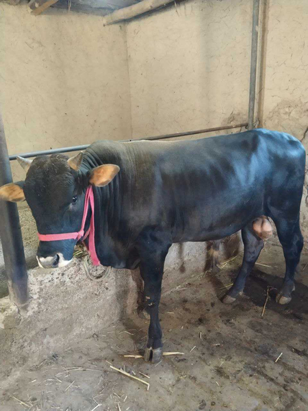 Halol mol sotiladi