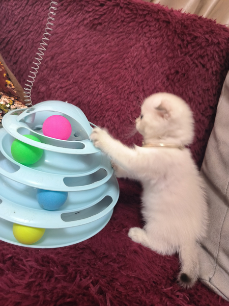 Котята от правильной вязки