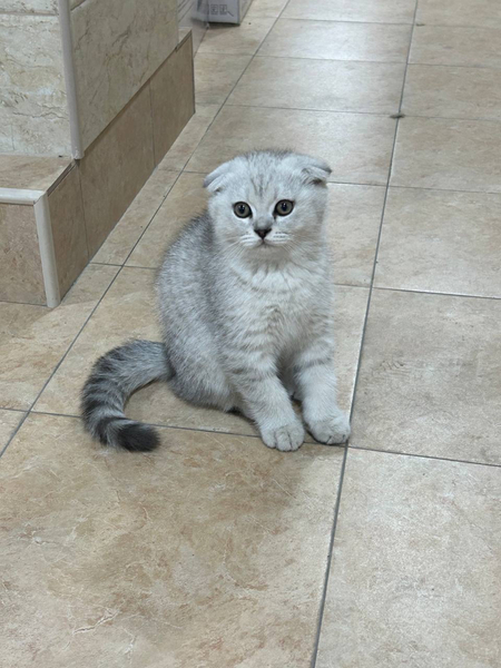Продаются котята