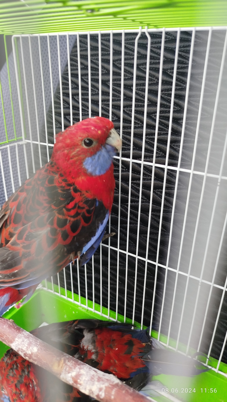 Penat 3 yow para sotiladi
