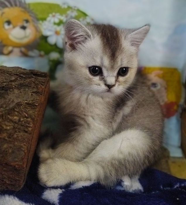 Серебристая шиншилла Страйт мальчик
