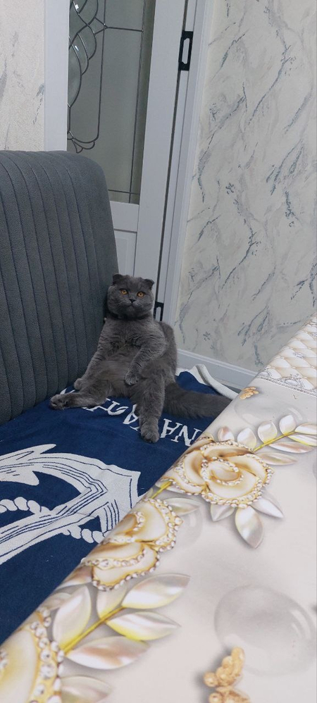 ВЯЗКА...Кошка девочка СКОТТИШ-ФОЛД