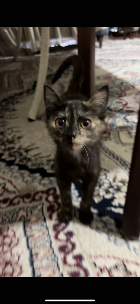 Маленький котенок