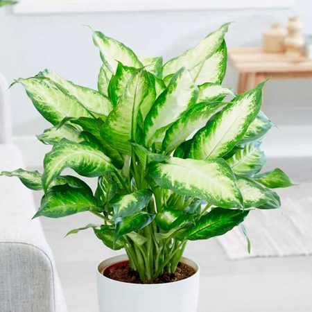 Диффенбахия Dieffenbachia оригинальное декоративно-лиственное растение